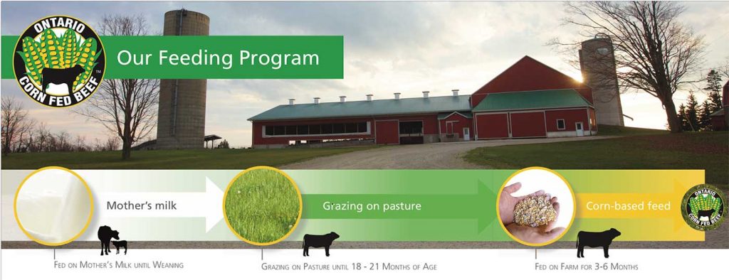 Corn Feeding Program - Ontario Cattle Feeders